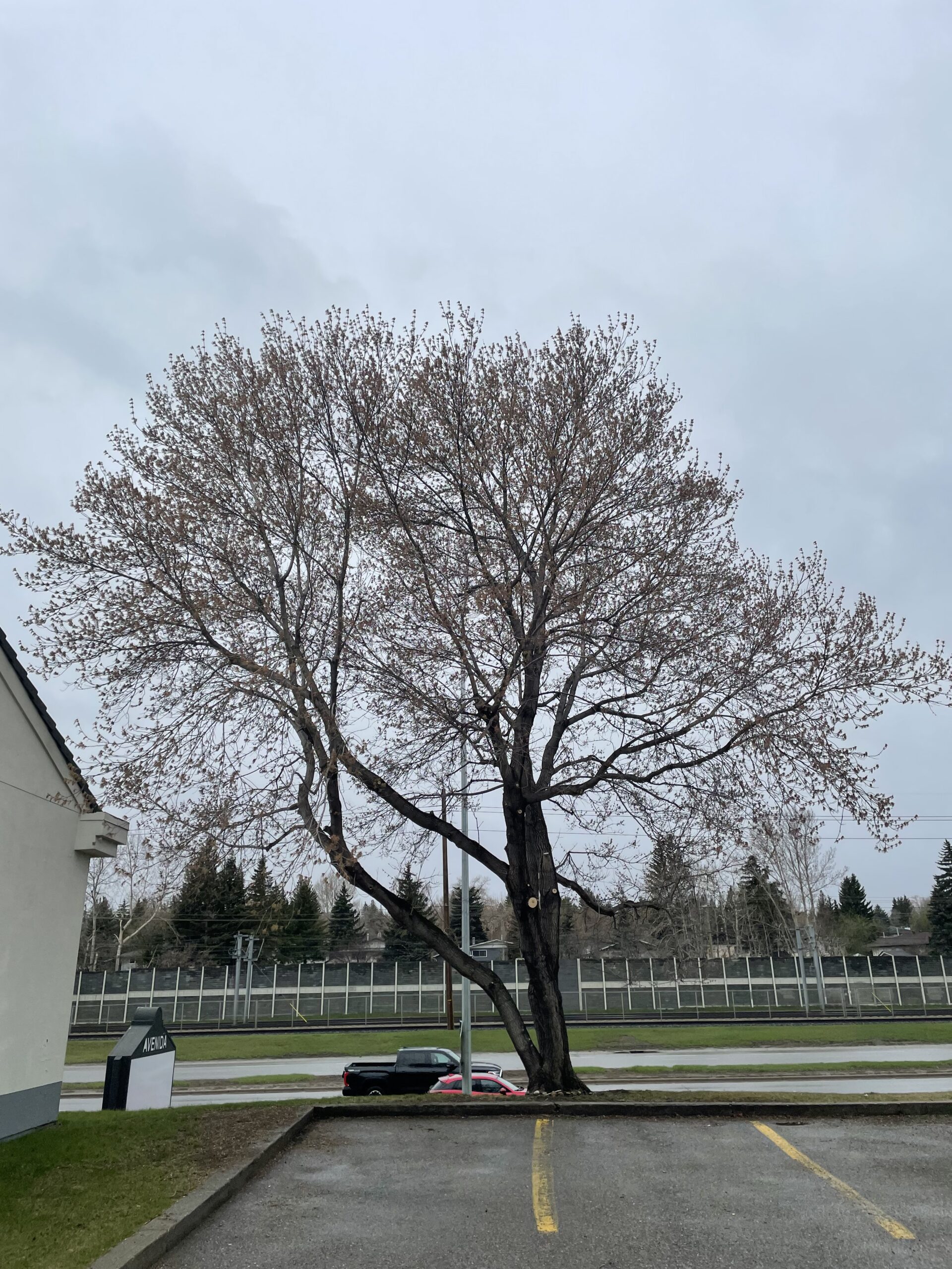Tree Transformation | LECM