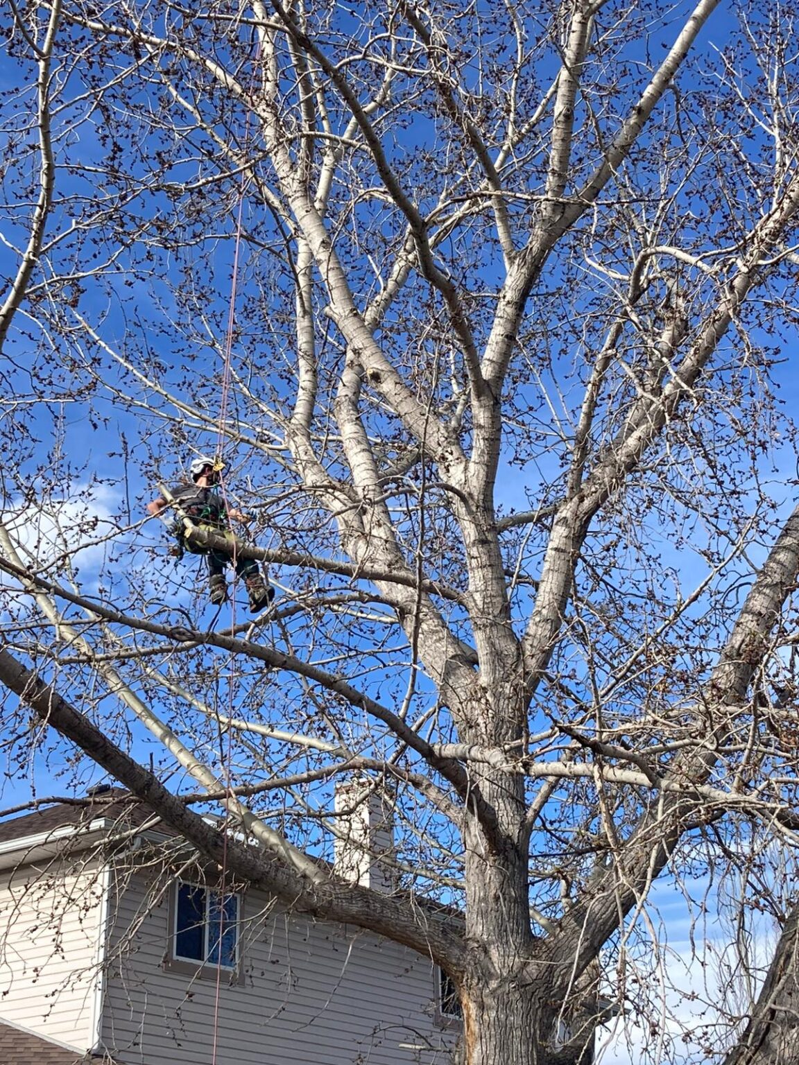 The Hidden Challenges of Large Tree Removals in Condo Complexes | LECM